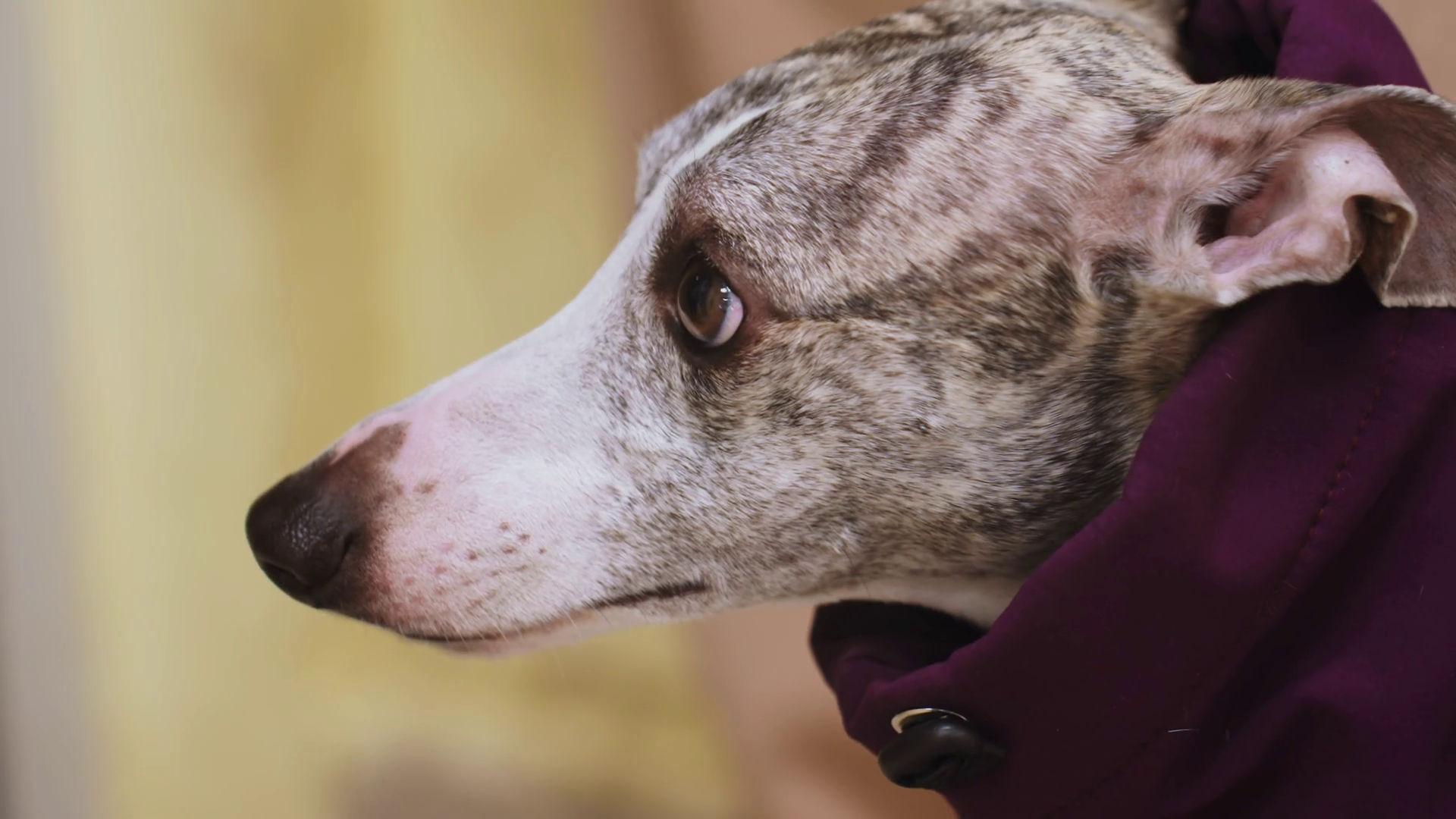 Extreme Close-up Of Whippet S Face Wearing Stock Footage SBV-352616961 ...