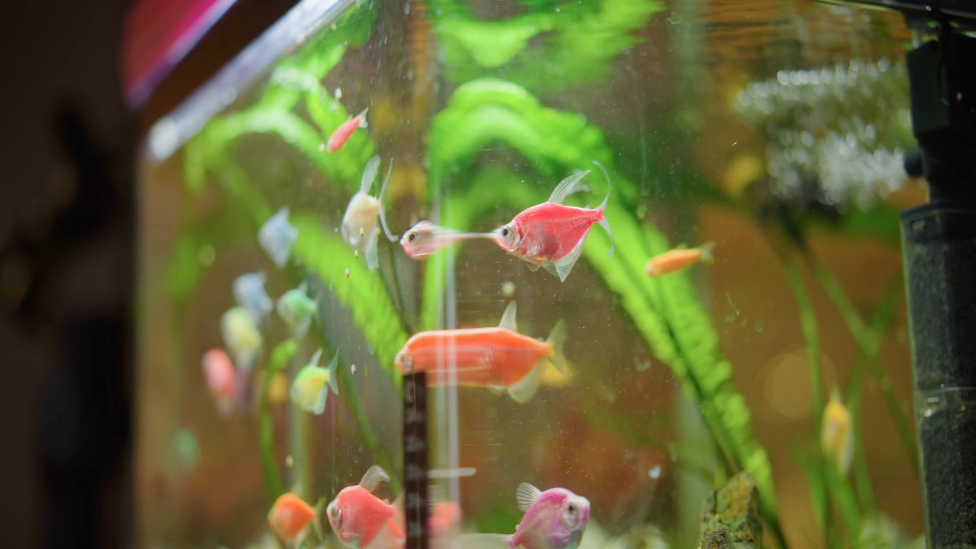 Colorful Tropical Fish Swimming Inside Home Stock Footage SBV-352848090 ...