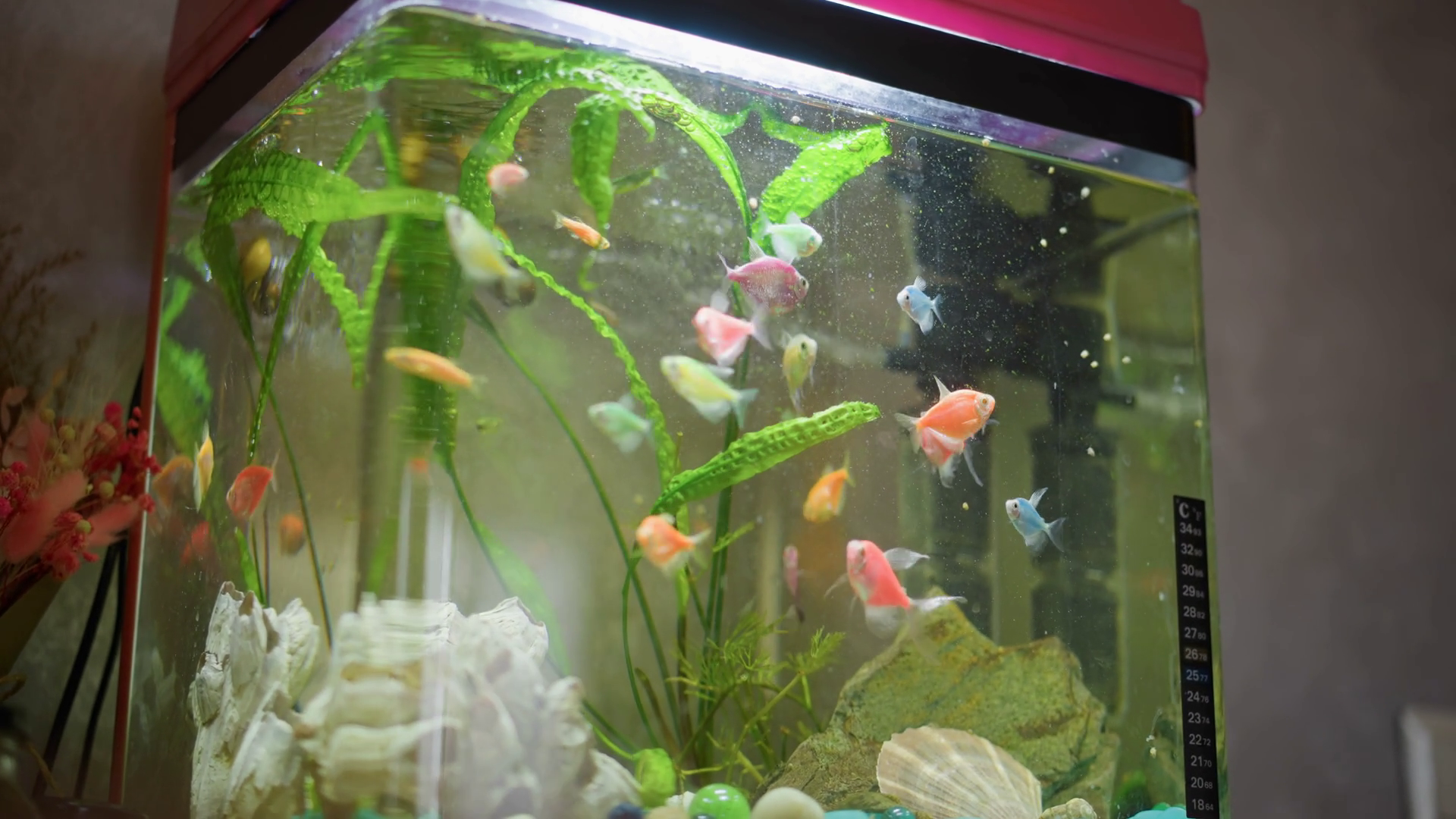 Colorful Tropical Fish Swimming Inside Home Stock Footage SBV-352848108 ...