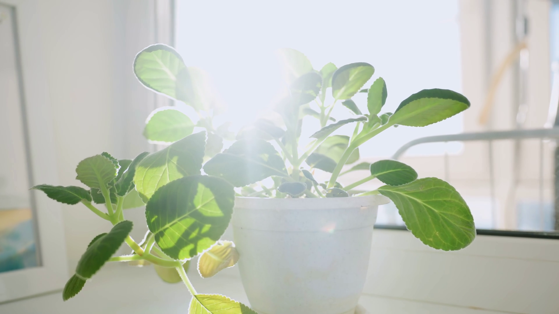 Morning Sunlight Shines Through Healthy Stock Footage SBV-352933132 ...