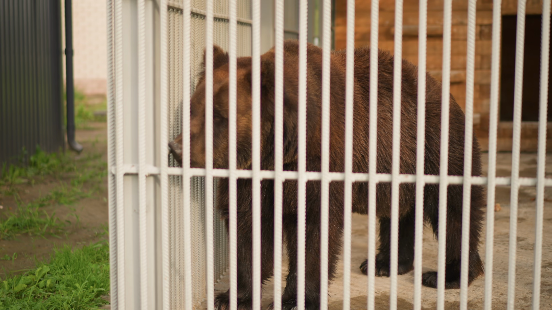 Brown Bear Behind Metal Bars Pacing In Small Stock Footage SBV ...