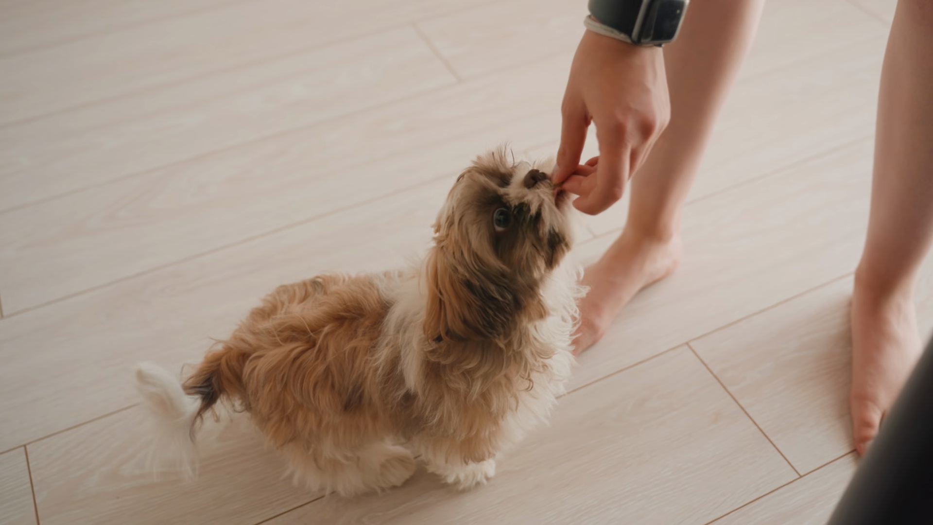 Furry Dog Seeks Tasty Snack Tiny Fluffy Stock Footage SBV-353508210 ...