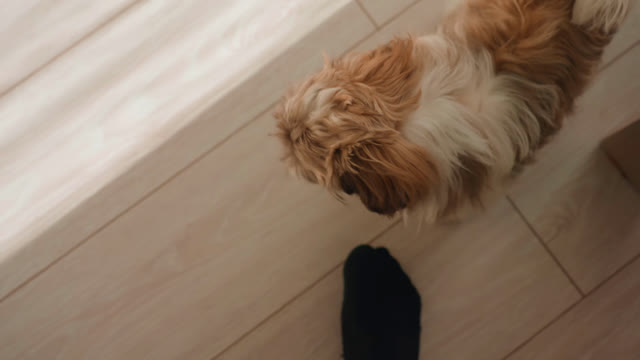 Patient | Animals stock footage - Storyblocks