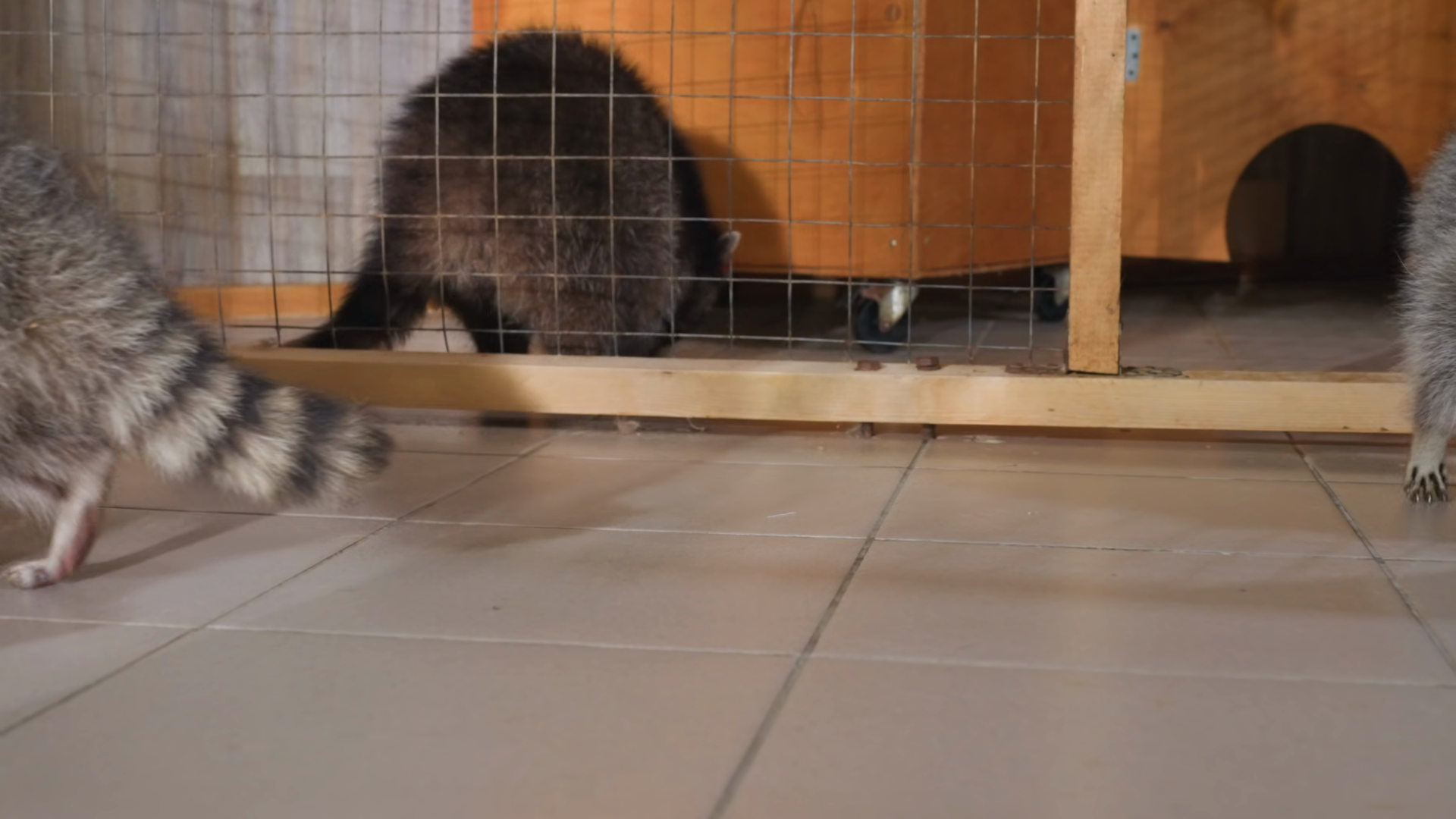 Three Raccoon Kits Inside Wooden Enclosure Stock Footage SBV-353755110 ...
