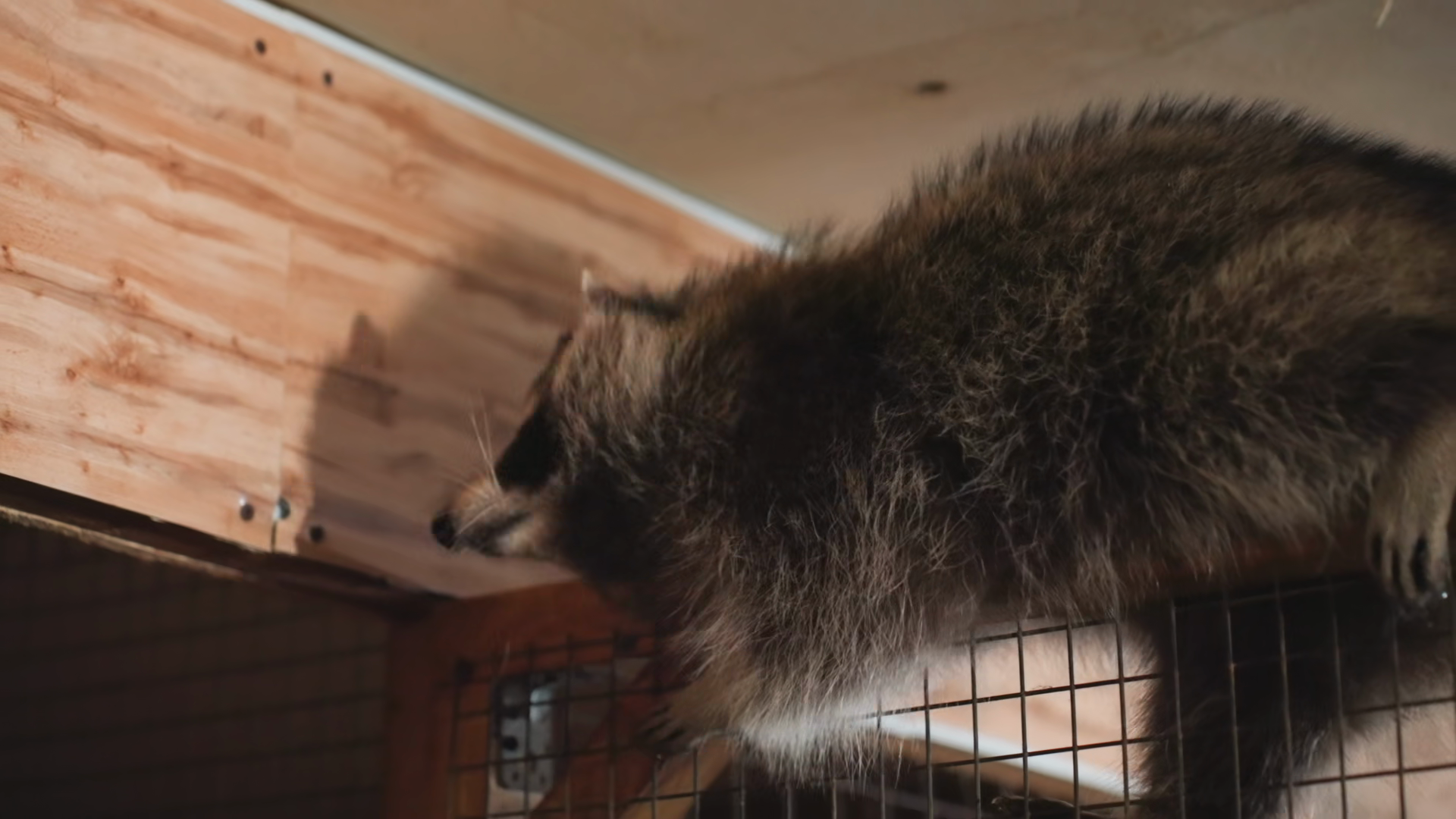 Raccoon On Wooden Beam Inside Cage Creeping Stock Footage SBV-353755332 ...