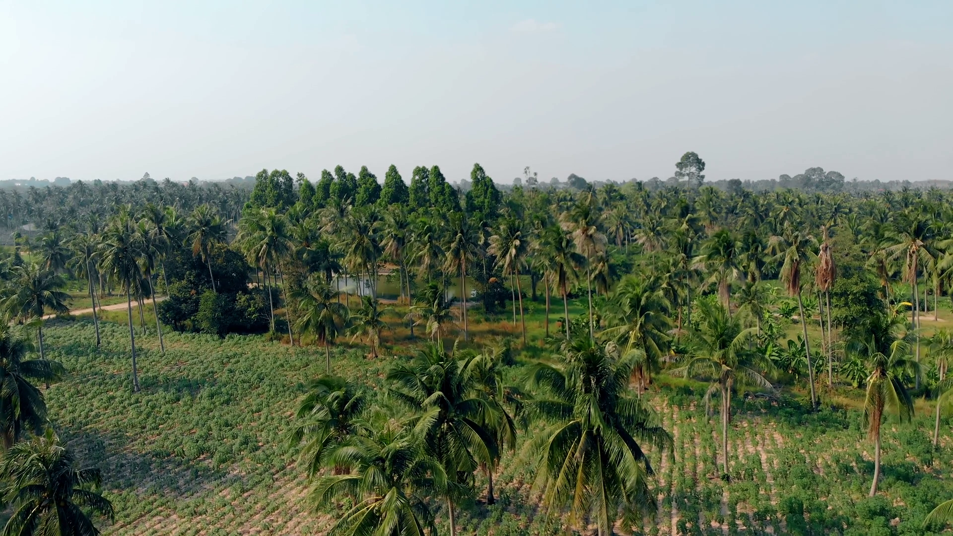 Camera Shows Fresh Green Palm Tree Forest Stock Footage SBV-347412611 ...