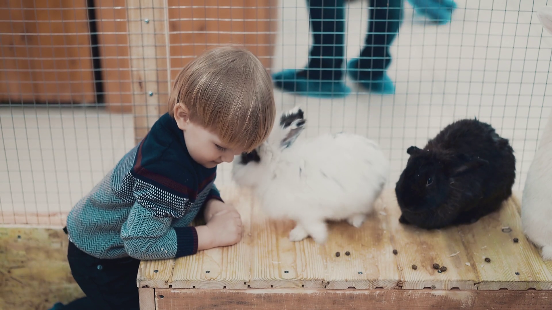 Little Child Plays With Rabbits Stock Footage SBV-348632813 - Storyblocks