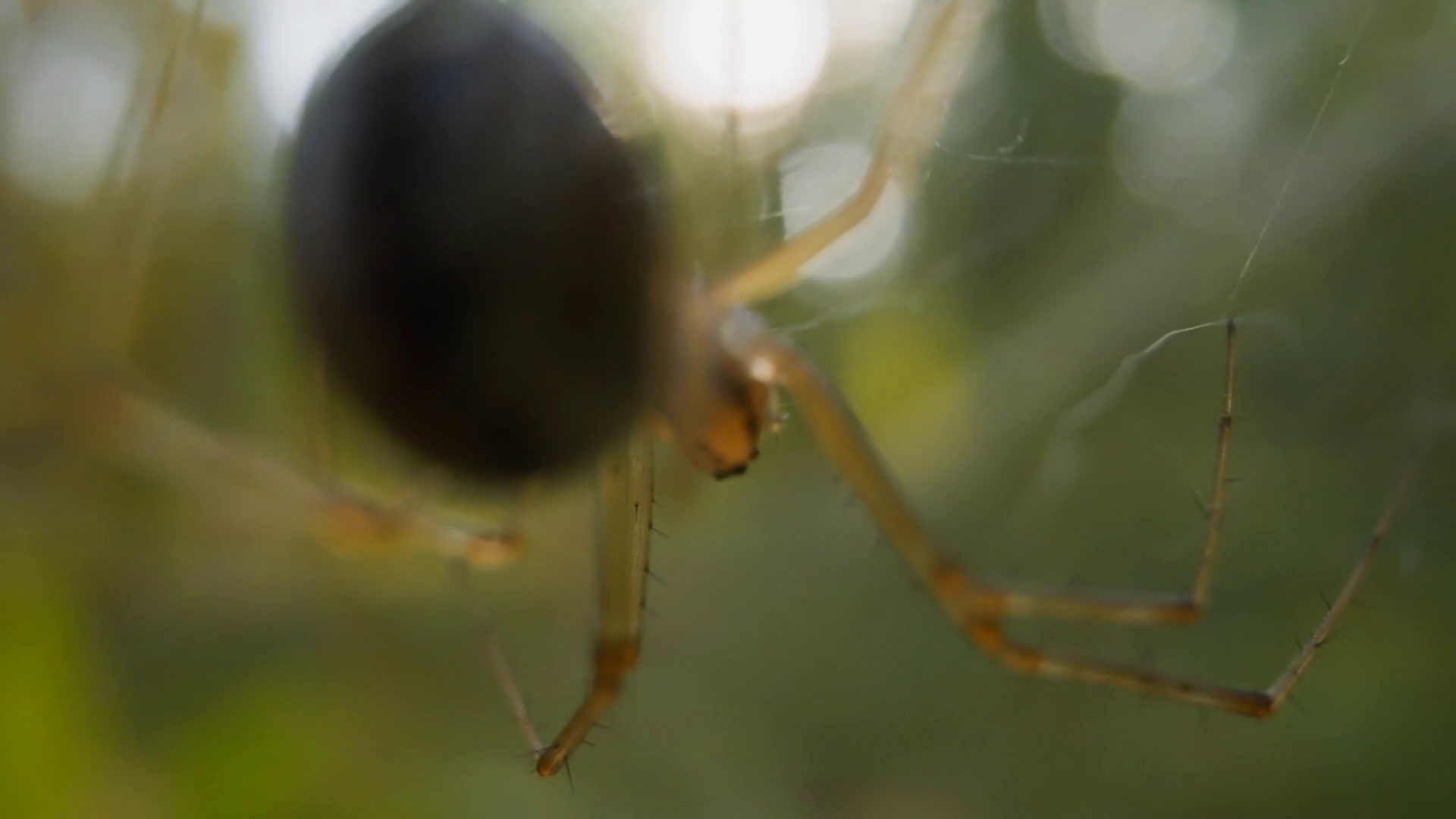 Small Lazy Spider With Transparent Legs Stock Footage SBV-347483720 ...
