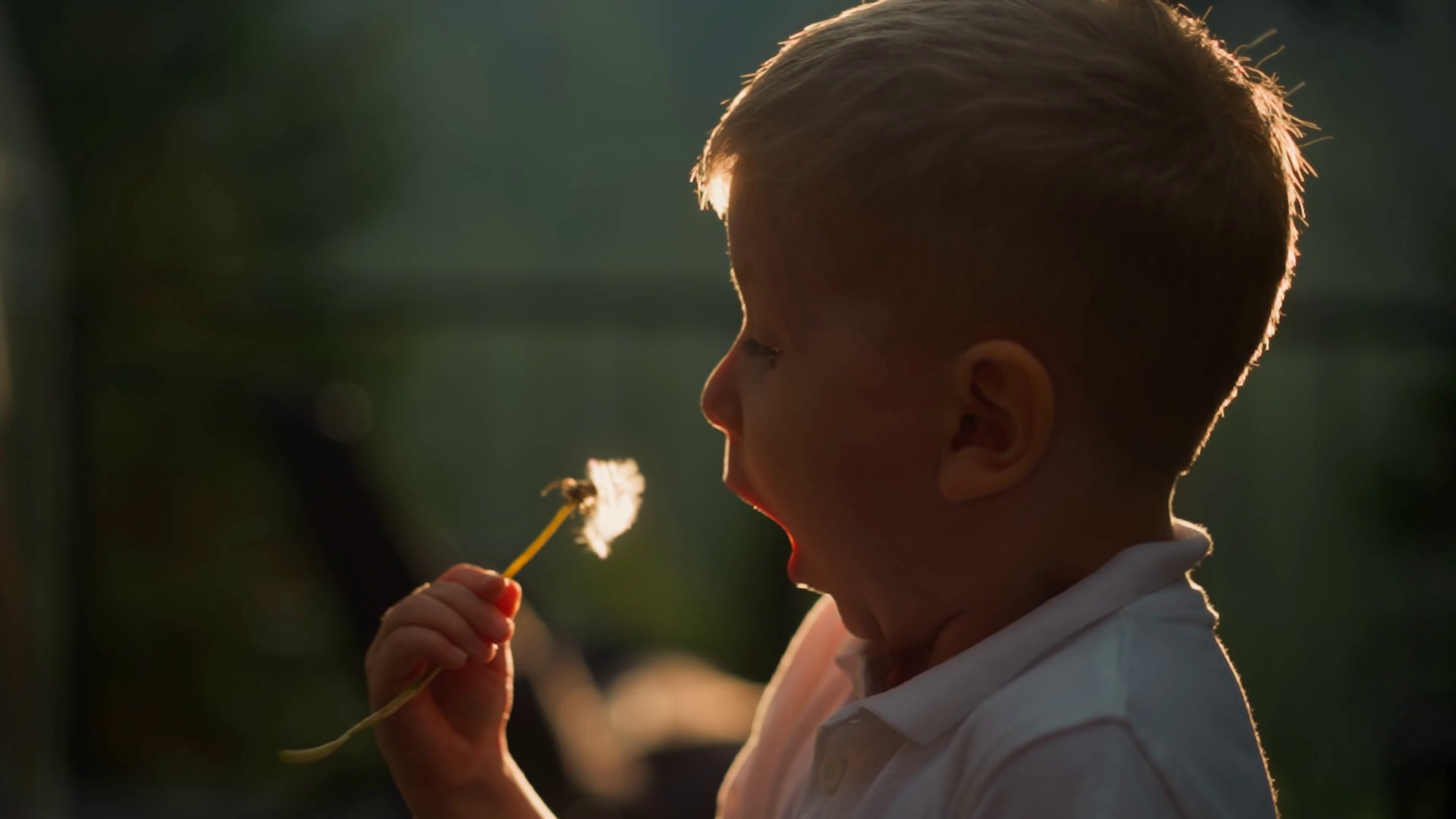 Kid Breathes In Blows Dandelion In Sunset Stock Footage SBV-348582555 ...