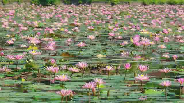 Lilly Pads Stock Footage: Royalty-Free Video Clips - Storyblocks