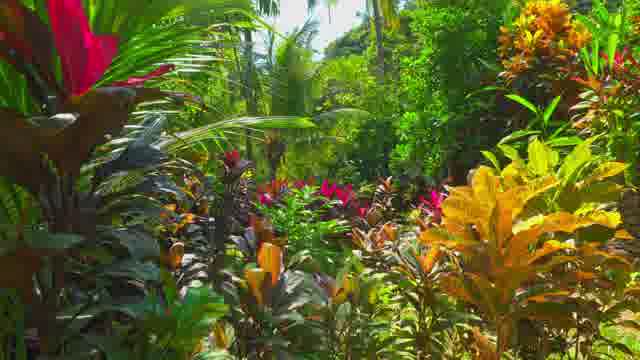 Tropical Animated Stock Footage: Royalty-Free Video Clips - Storyblocks