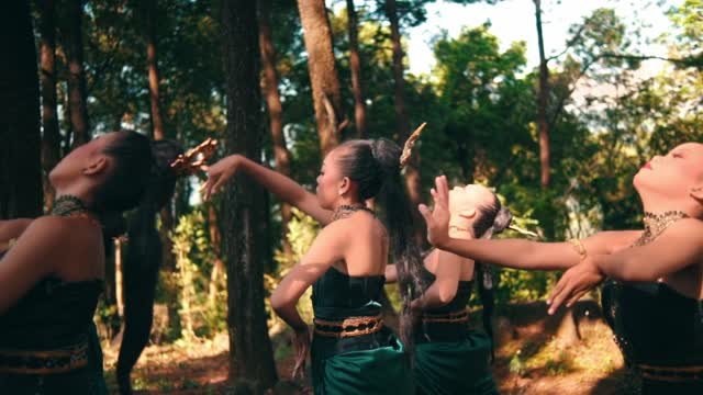 Dancing Trees Stock Footage: Royalty-Free Video Clips - Storyblocks