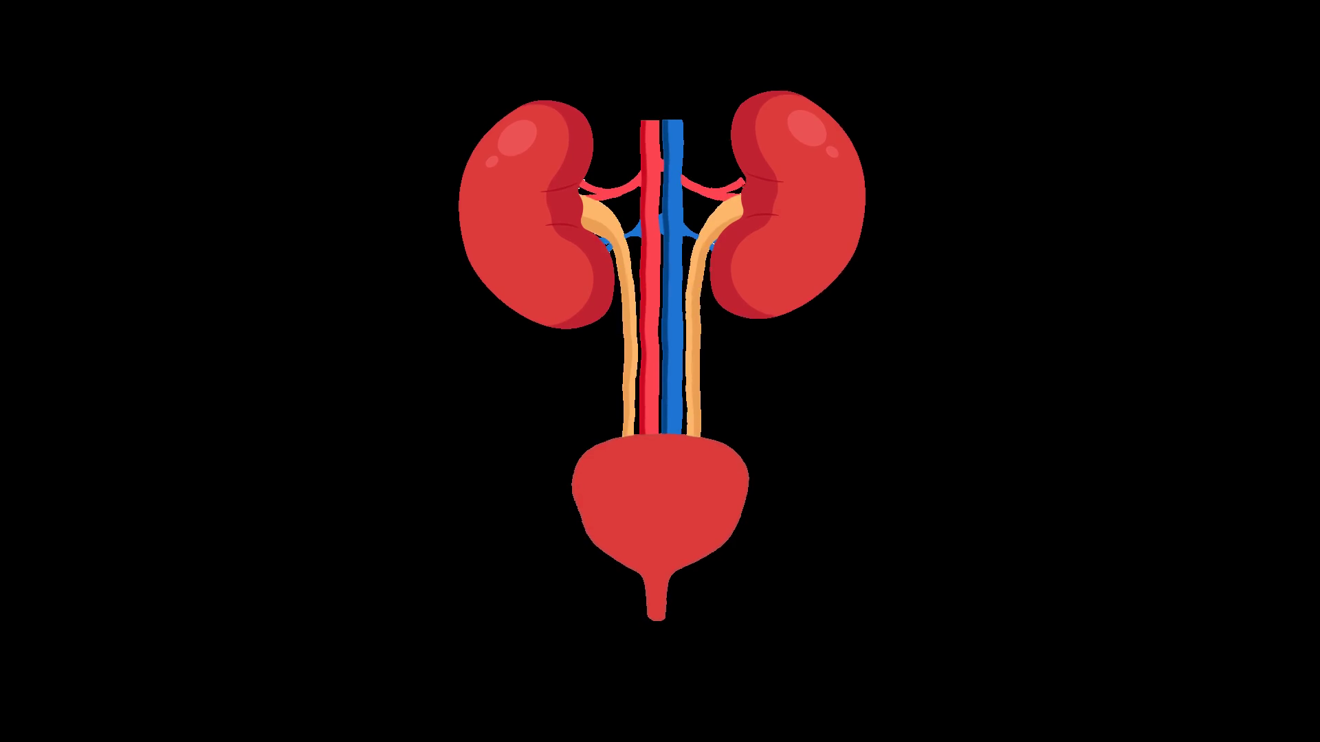 Human Urinary System Anatomy Animation Stock Motion Graphics SBV ...
