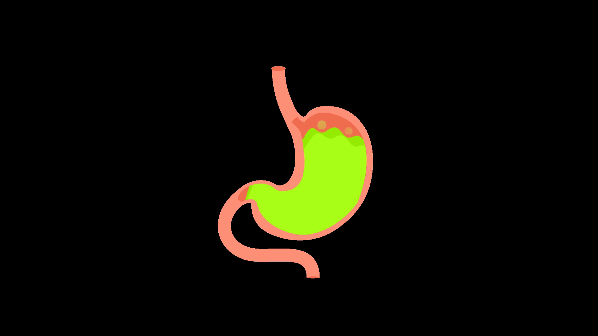 Human Stomach Acid Digestion Alpha Channel Stock Motion Graphics SBV ...