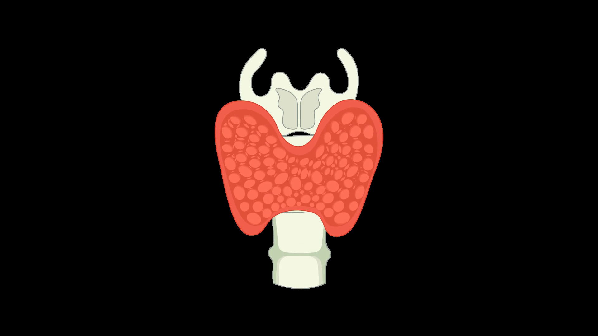 Thyroid Gland Anatomy Animation Medical Stock Motion Graphics SBV ...