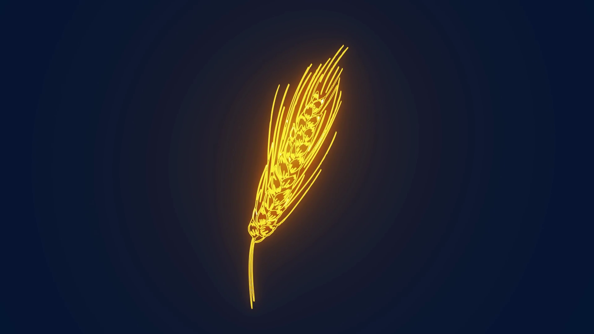 Wheat Crop Grains Golden Organic Farming Stock Motion Graphics SBV ...