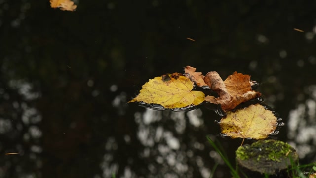 Leaf Falling Off Tree Stock Footage: Royalty-Free Video Clips - Storyblocks