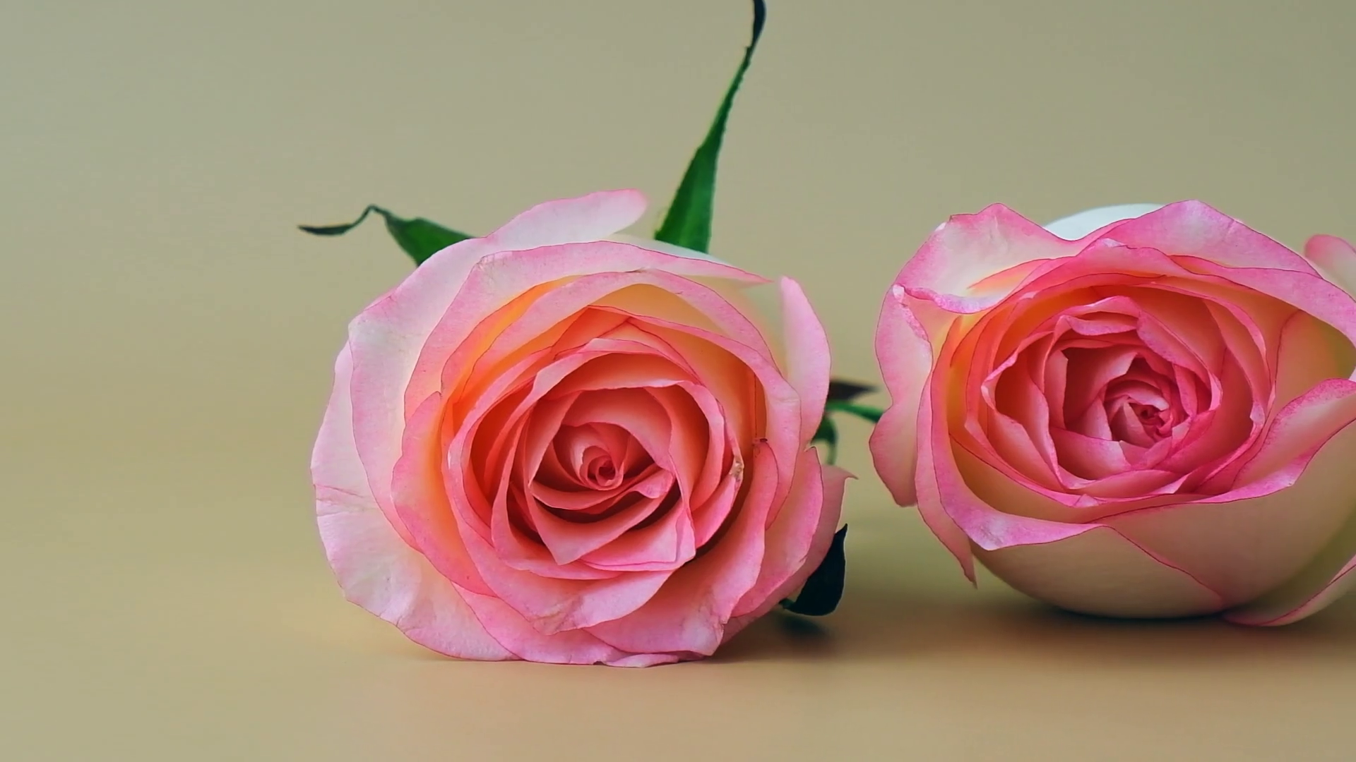 Delicate Pink Roses On Beige Background Stock Footage SBV-348402447 ...