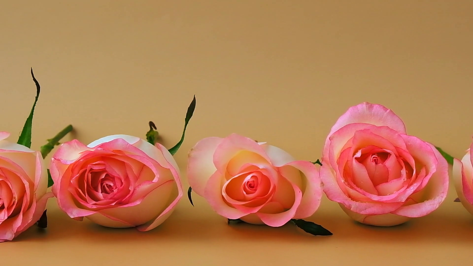 Delicate Pink Roses On Beige Background Stock Footage SBV-348402450 ...