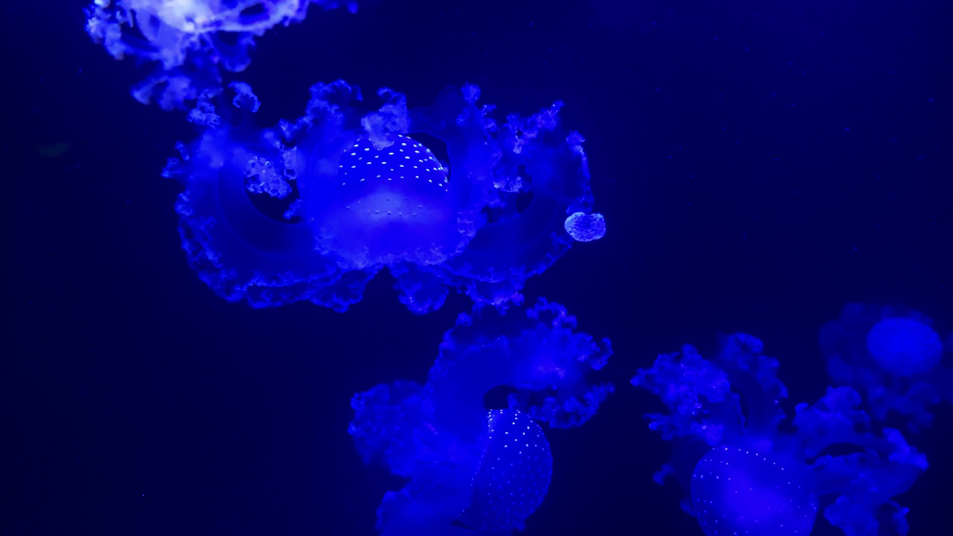 Jelly Blubber Jellyfish Shiny Vibrant Stock Footage SBV-348402329 ...