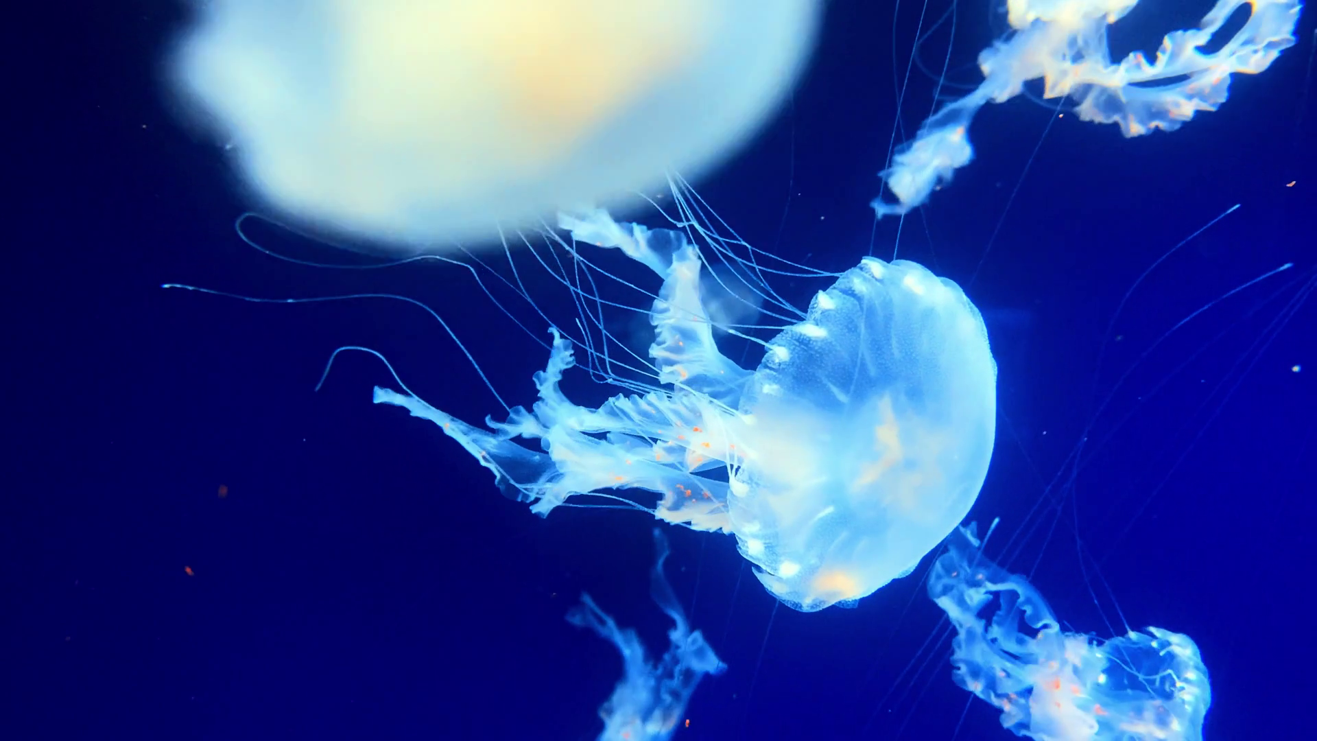 Jelly Blubber Jellyfish Shiny Vibrant Stock Footage SBV-348402463 ...