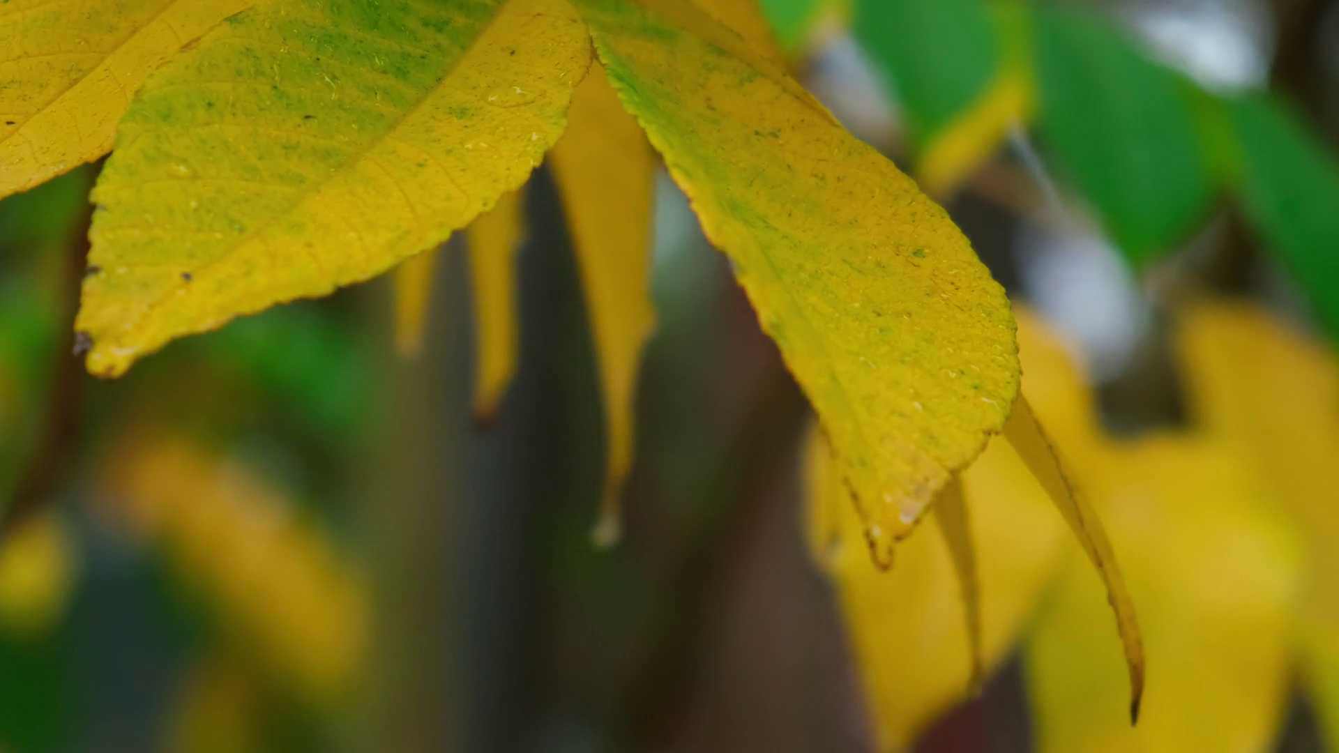 Hail Heavy Rain Falling On Tree Leaves Close Stock Footage SBV ...