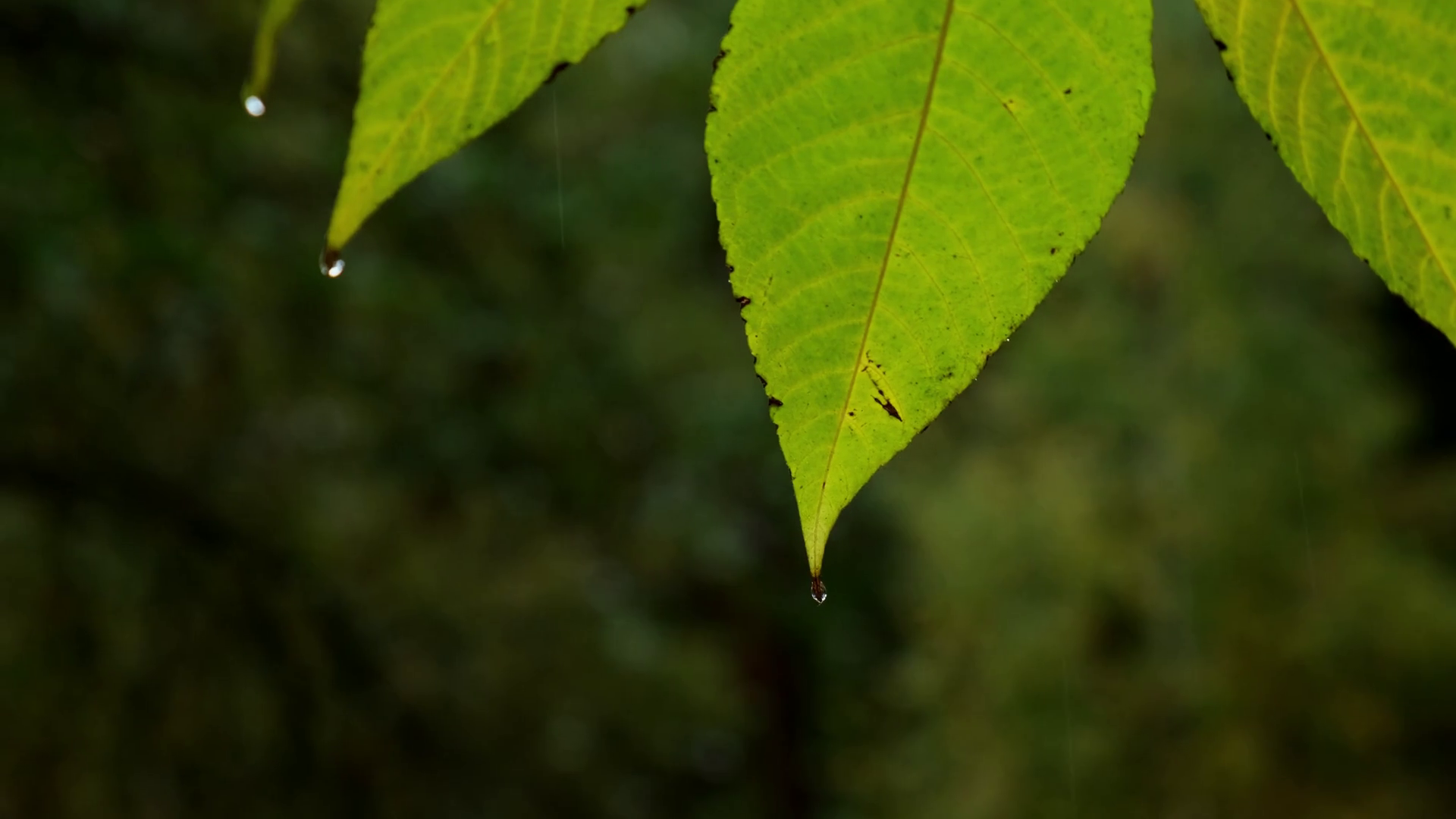 Hail Heavy Rain Falling On Tree Leaves Close Stock Footage SBV ...