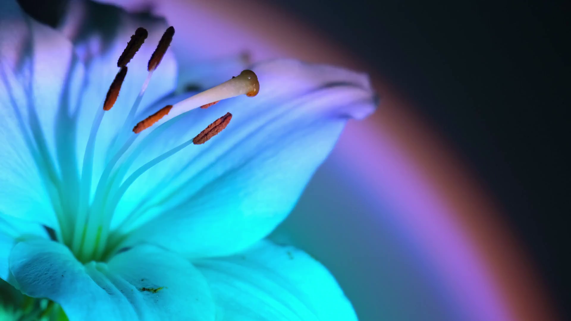 Closeup Big Lily Flower In Green Neon Light Stock Footage SBV-348608904 ...