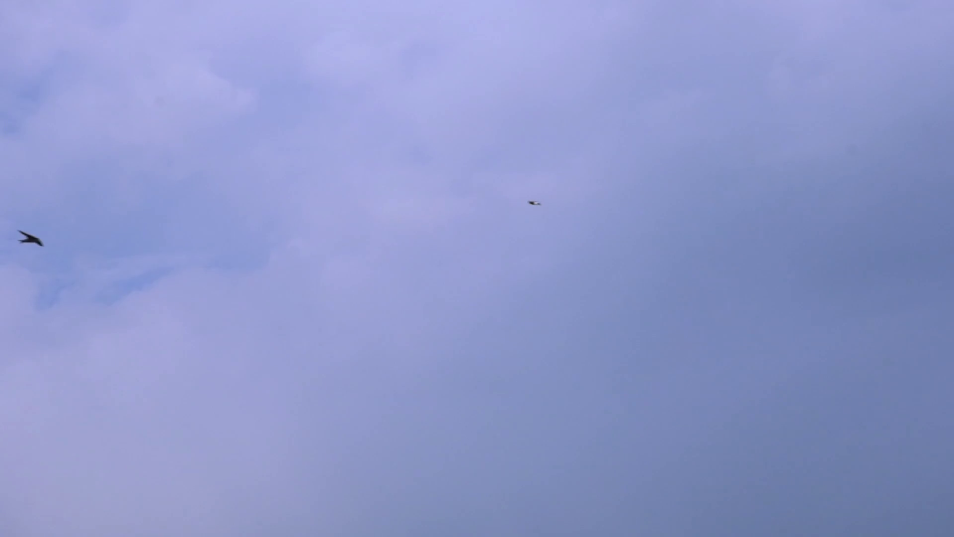 Slow Motion Black Dark Birds Flying On Blue Stock Footage SBV-348519407 ...