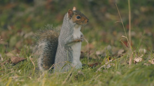 Squirrel Sound Stock Footage: Royalty-Free Video Clips - Storyblocks