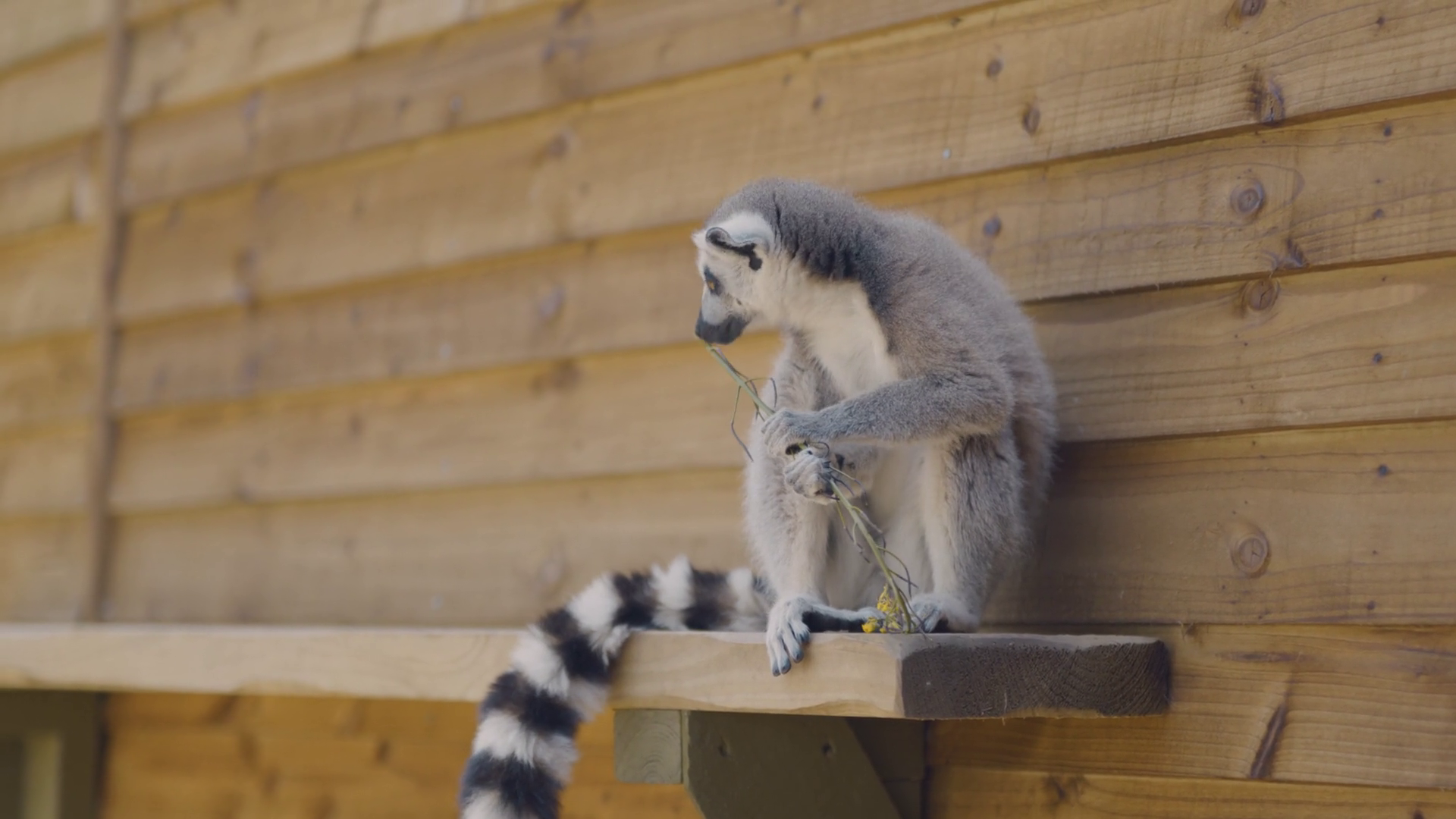 Ring Tailed Lemur In Zoo Enclosure Stock Footage SBV-352181816 ...