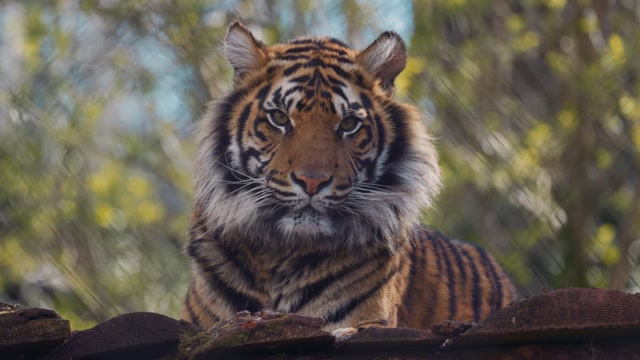 Tiger In Zoo Stock Footage: Royalty-Free Video Clips - Storyblocks