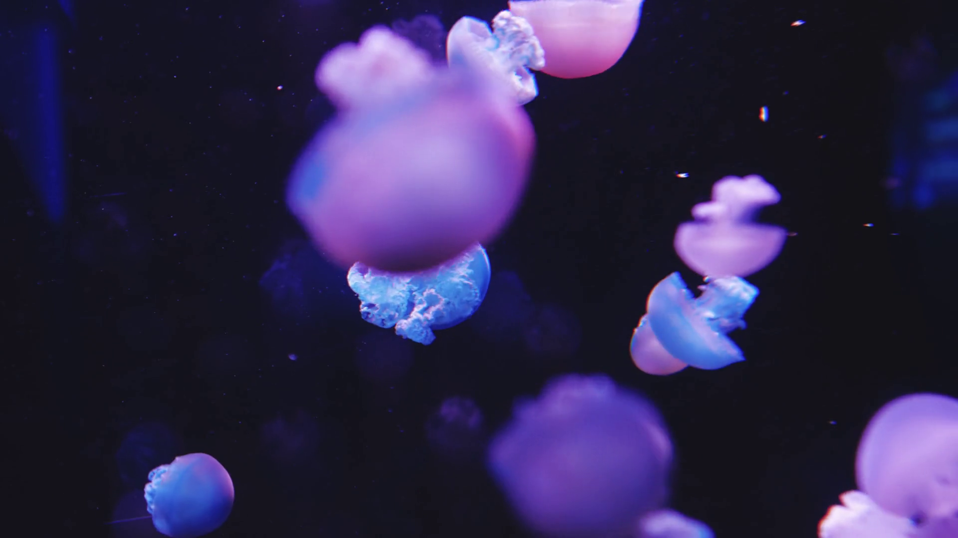 Close Up Of Jellyfish Family Cyaneidae Stock Footage SBV-352051810 ...