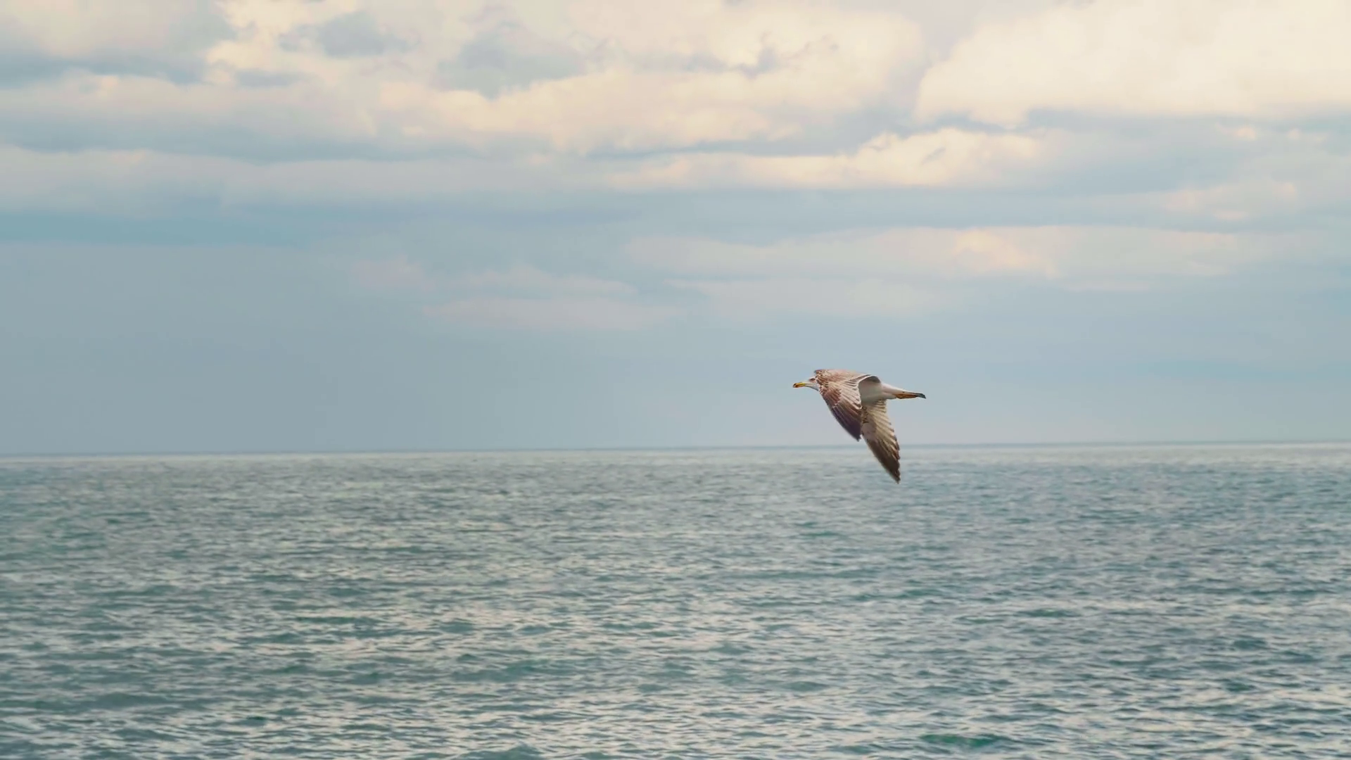 Beautiful Seabirds Flying View Of Seagull Stock Footage SBV-352053311 ...