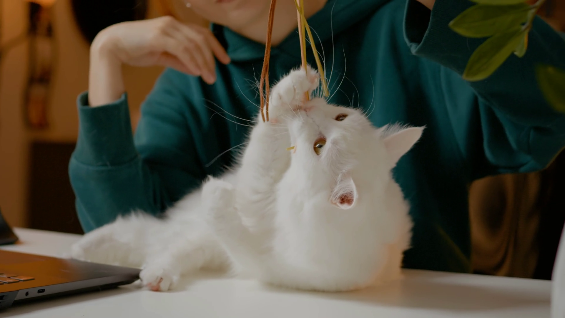 Woman Lovingly Plays With White Cat On Stock Footage SBV-351947483 - Storyblocks