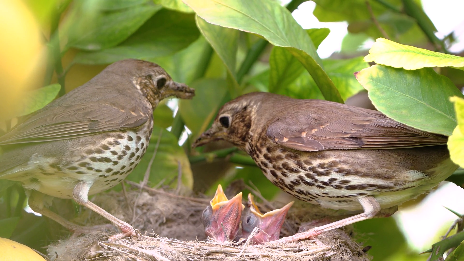 True Thrush Bird In Nest Feed Babies Chicks Stock Footage SBV-352184237 ...