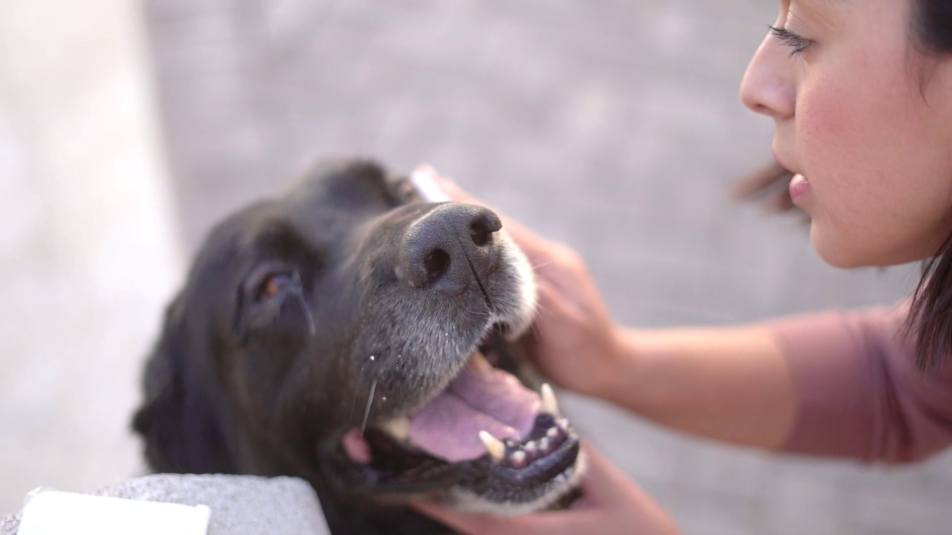 Woman Taking Care Of Back Mastiff Dog With Stock Footage SBV-351719647 ...