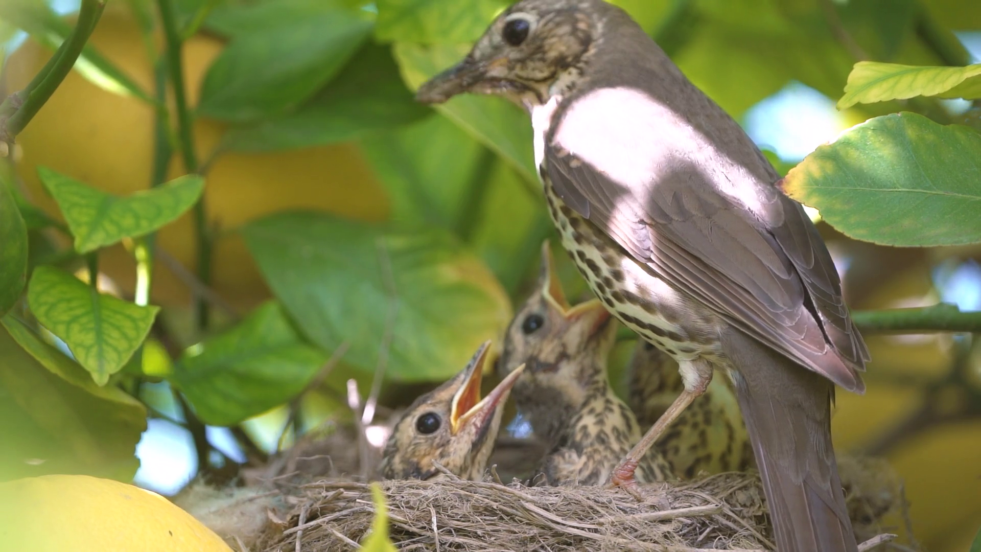 True Thrush Bird Hatchlings Waiting To Be Stock Footage SBV-351731657 ...