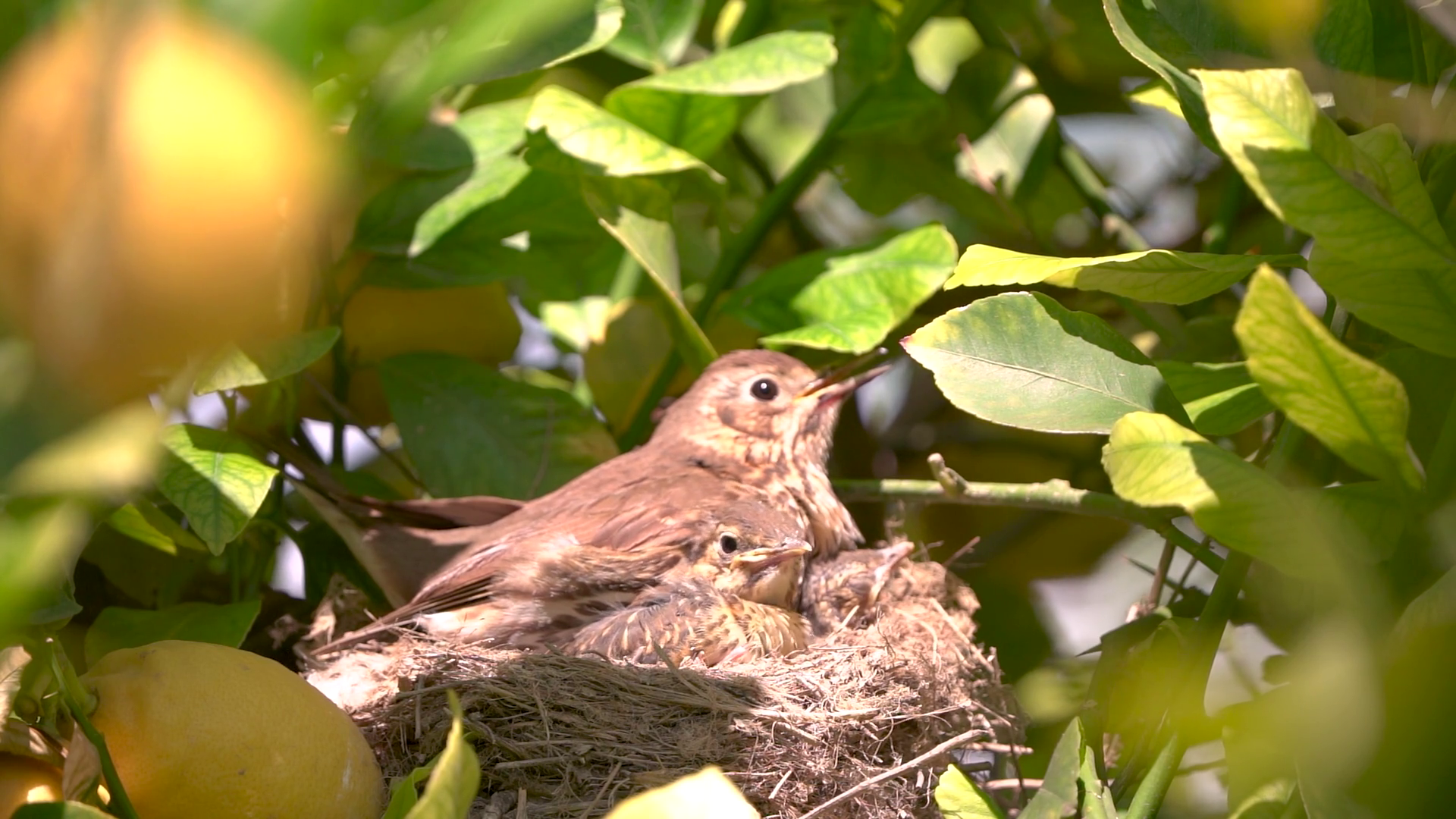 True Thrush Bird In Nest Feed Babies Chicks Stock Footage SBV-351719801 ...