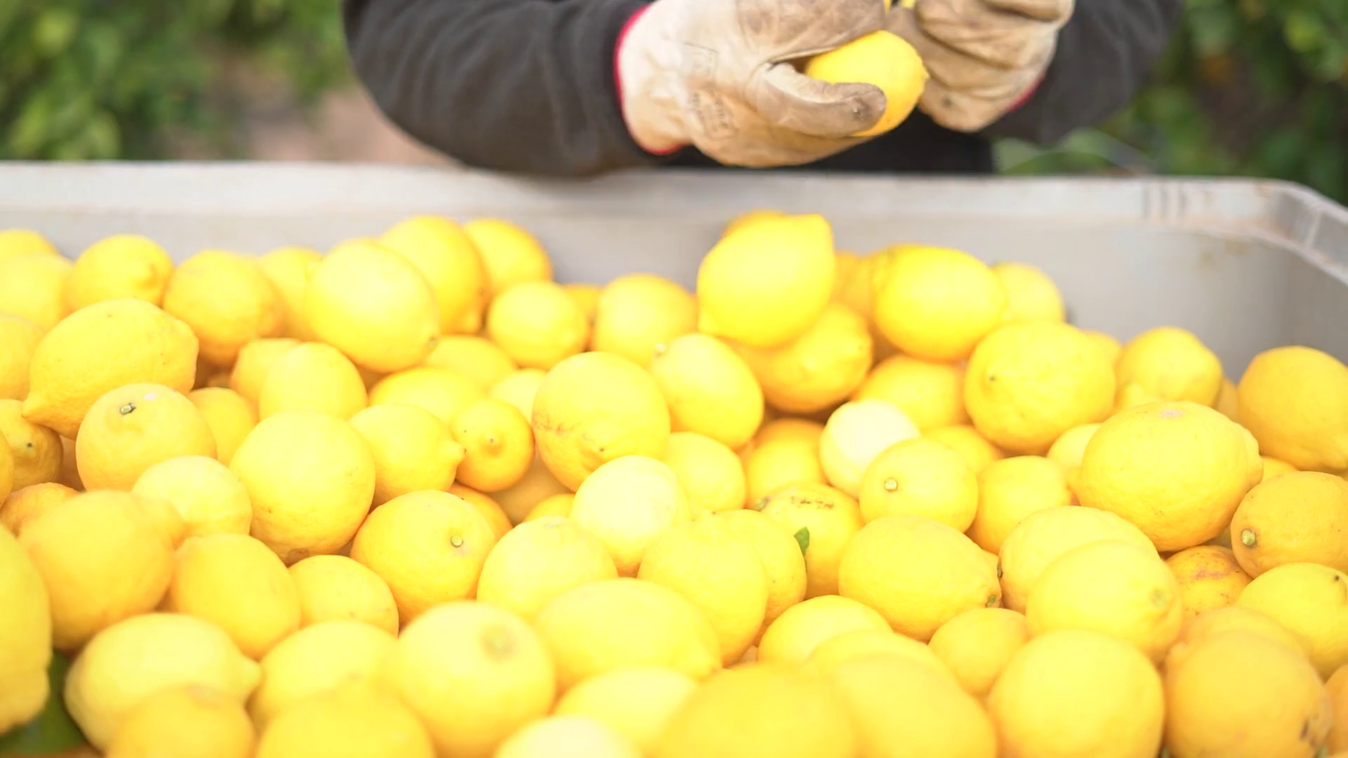Picking Lemons From Citrus Trees Farm Stock Footage SBV-351719908 ...