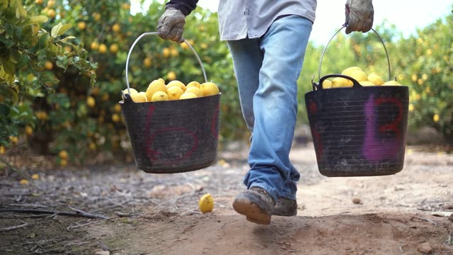Throwing Fruit Stock Footage: Royalty-Free Video Clips - Storyblocks
