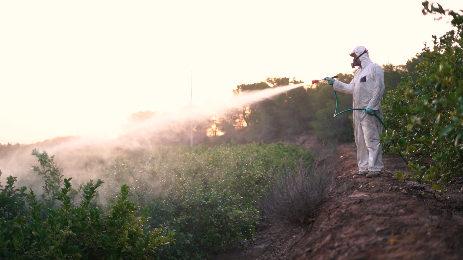 Farmworker Spraying Ecological Pesticide Stock Footage SBV-352185964 ...