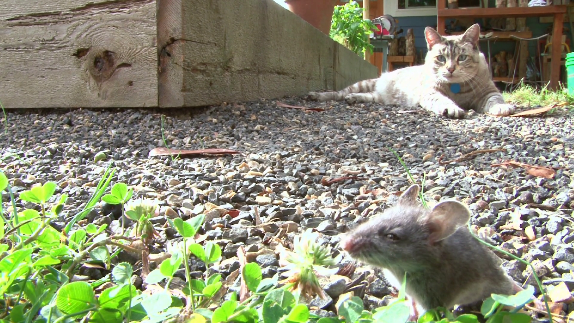 A Game Of Cat And Mouse Stock Video Footage - Storyblocks