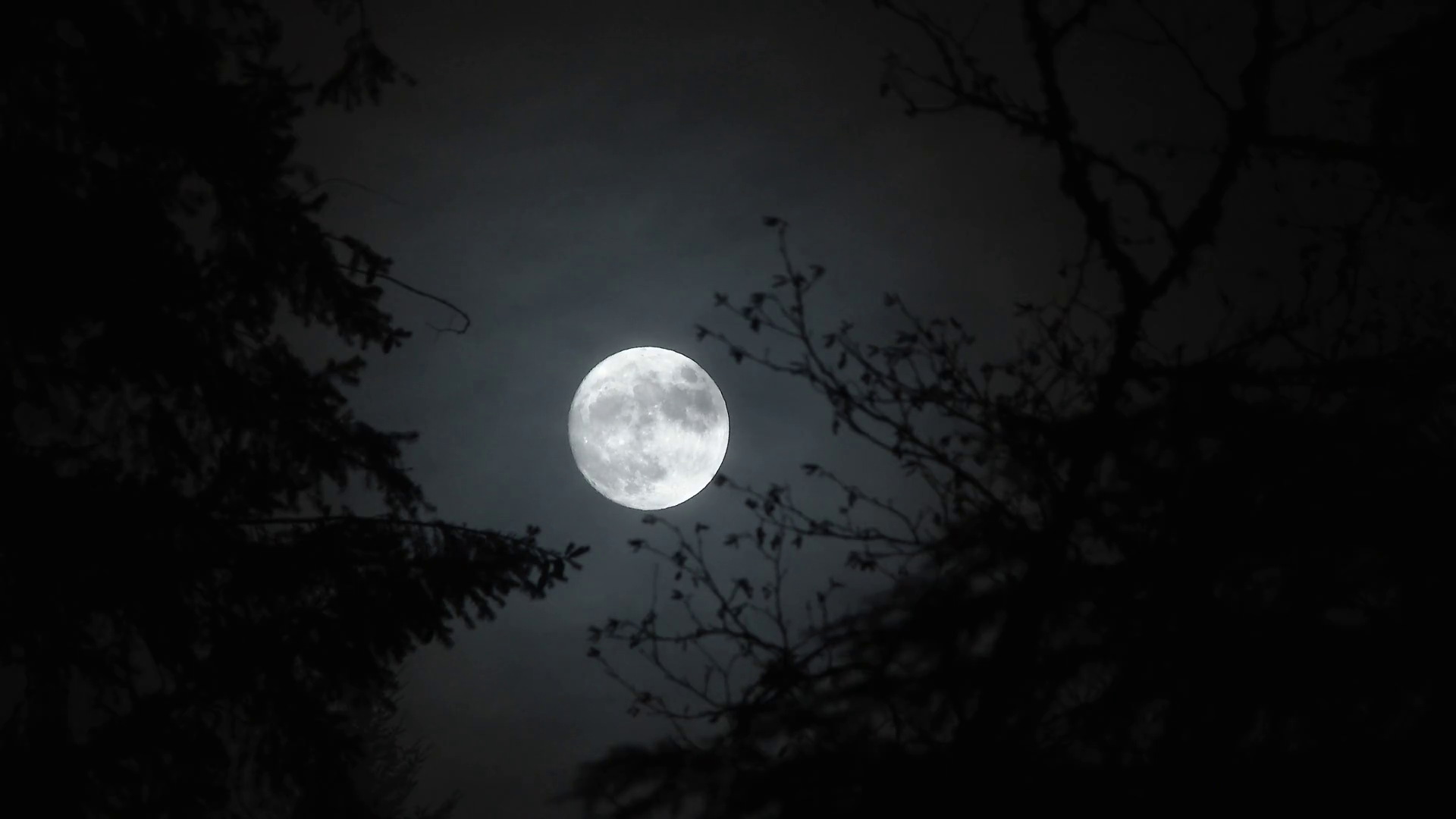 Between Two Trees Full Moon Rise At Night Stock Footage SBV-327329630 ...