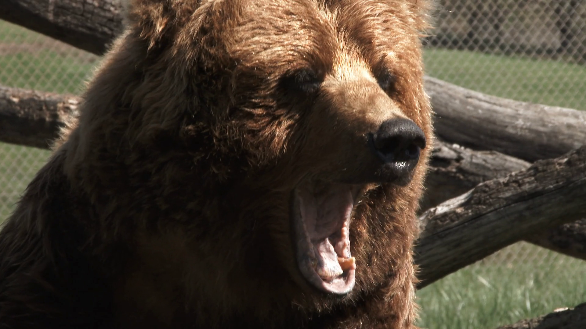 Big Brown Bear Has A Grizzly Yawn Stock Video Footage - Storyblocks