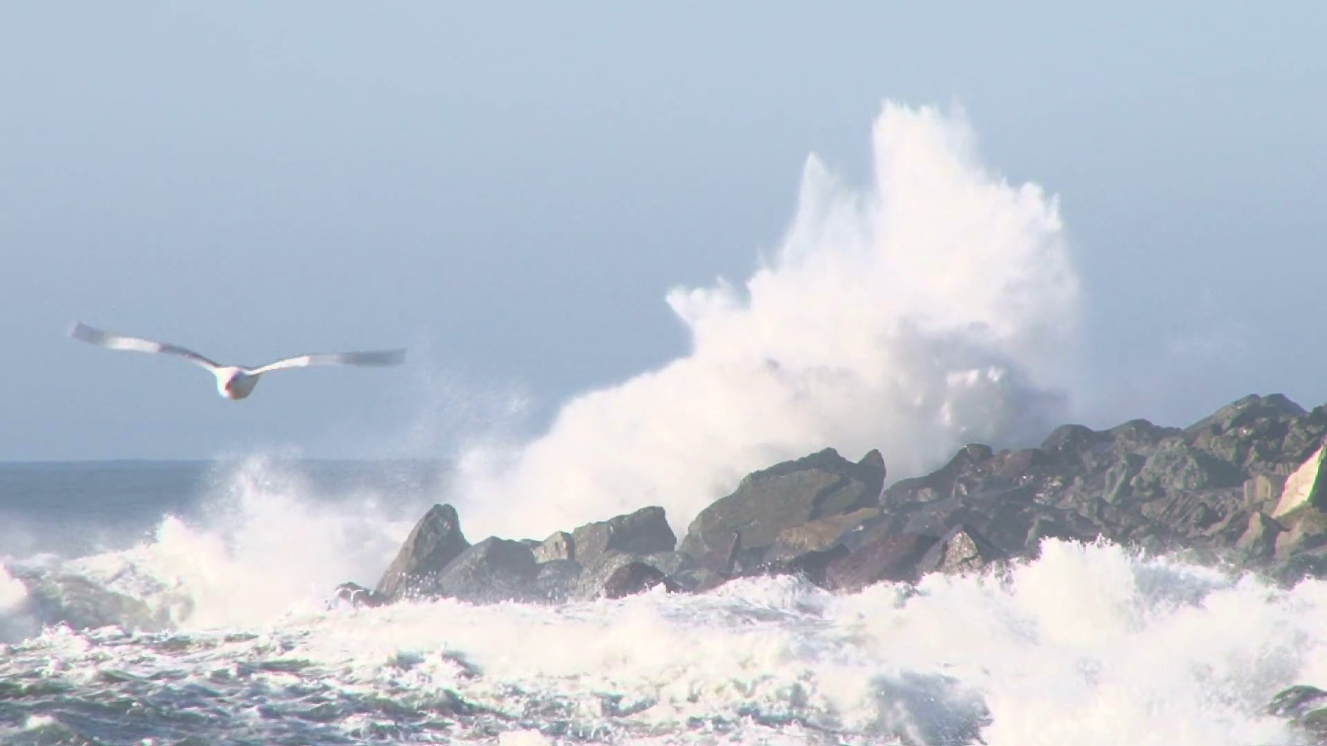 Bird Flying From Crashing Waves Stock Video Footage - Storyblocks