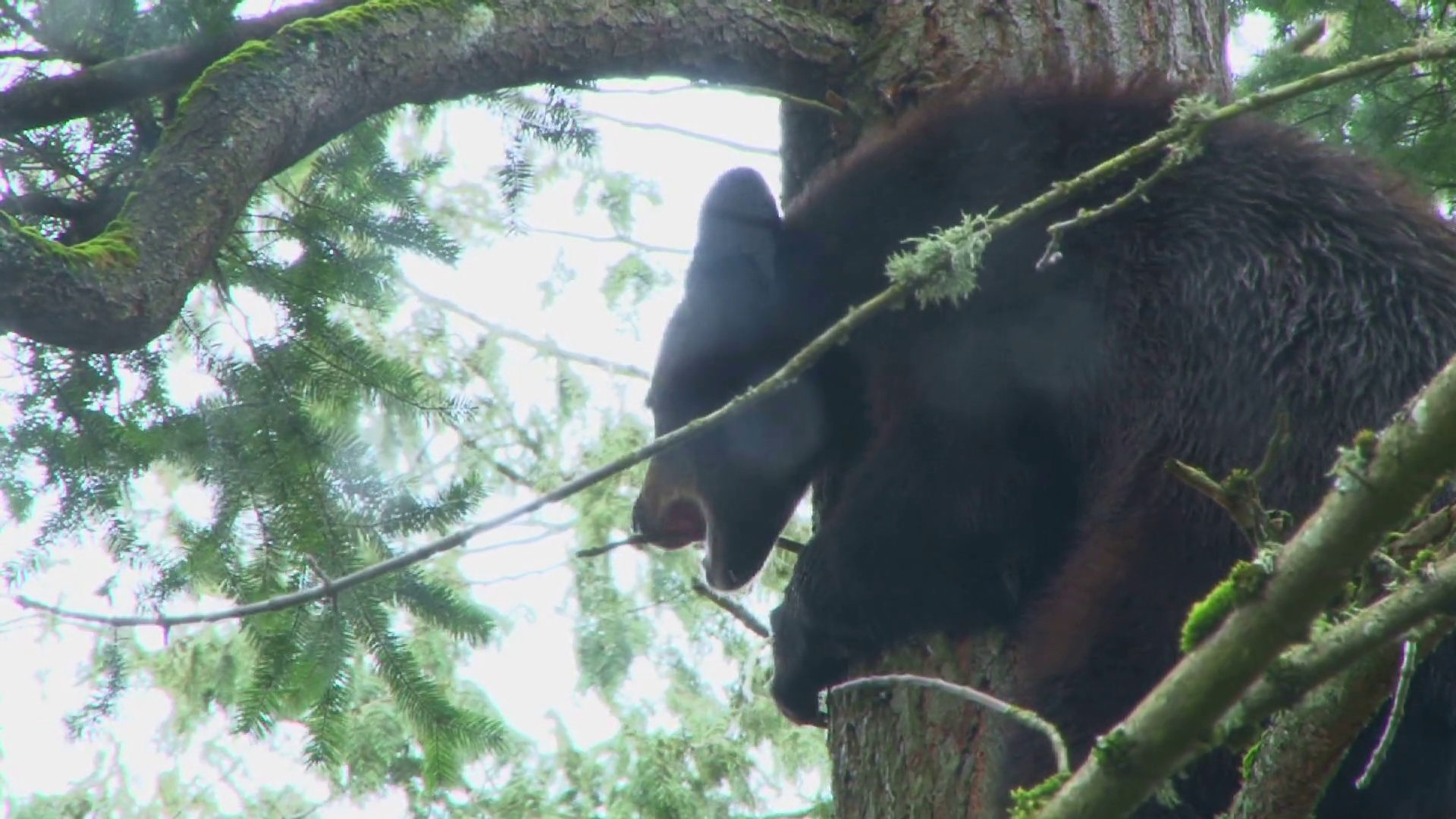 Black Bear Climbing Tree Stock Video Footage - Storyblocks