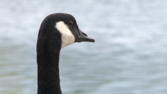 Canadian Goose Stock Footage: Royalty-Free Video Clips - Storyblocks