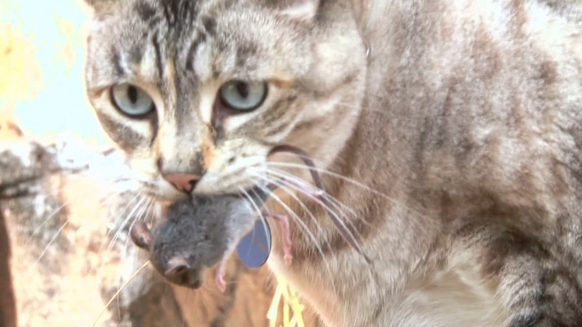 Cat Playing With Mouse Stock Video Footage - Storyblocks