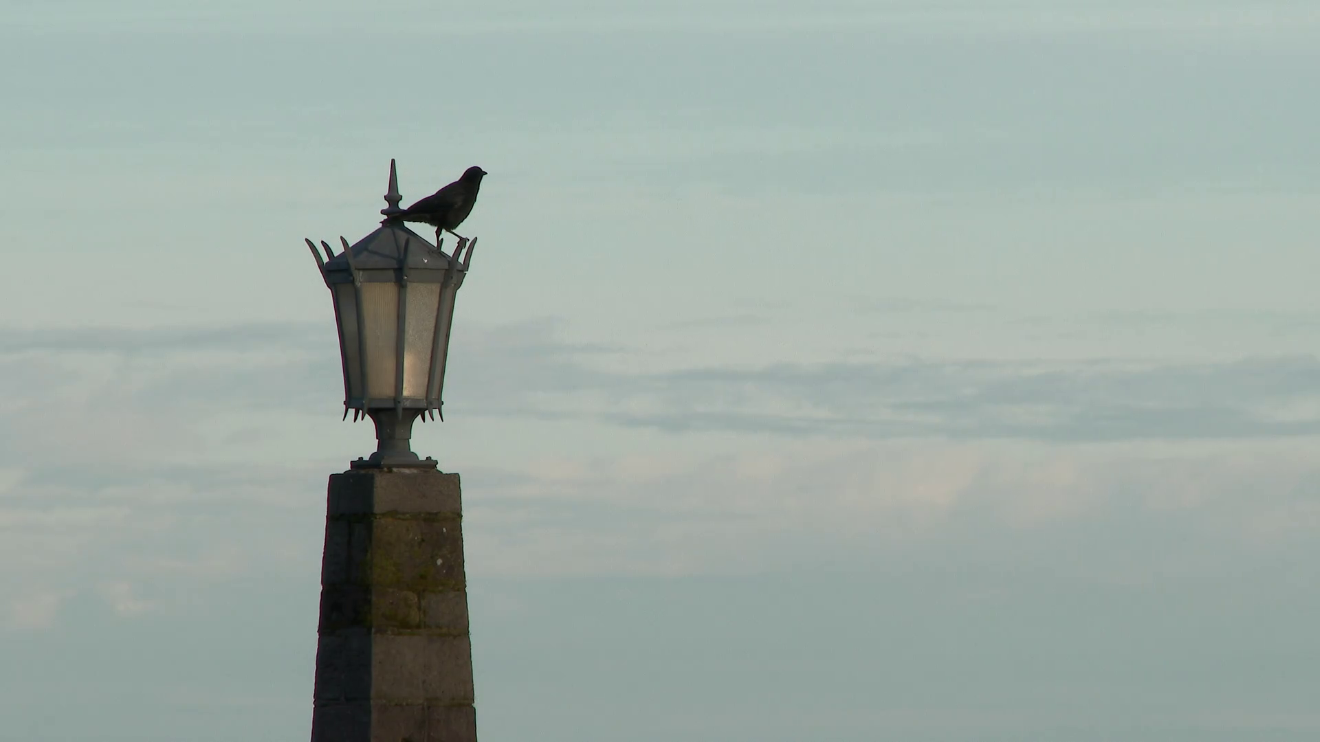 Crow Flying Away From Lamp Post Stock Footage SBV-327484721 - Storyblocks